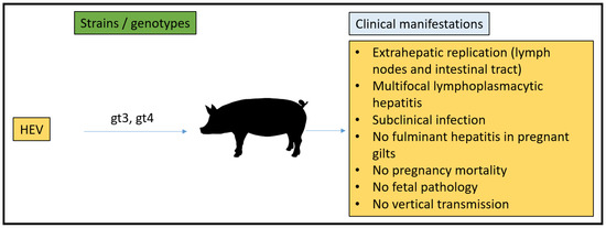 Animal Models for Studying Congenital Transmission of Hepatitis E Virus