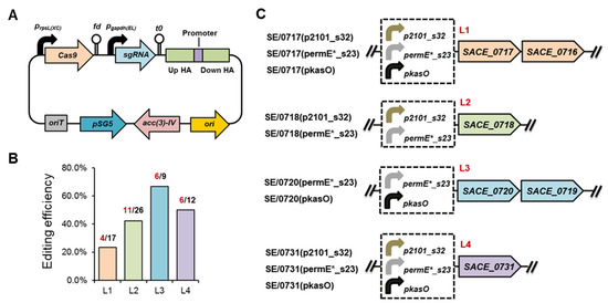 CRISPR/Cas9-Mediated Multi-Locus Promoter Engineering in ery Cluster to ...