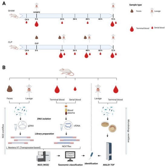 From Gut to Blood: Spatial and Temporal Pathobiome Dynamics during ...