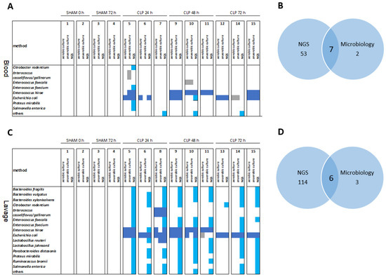 From Gut to Blood: Spatial and Temporal Pathobiome Dynamics during ...