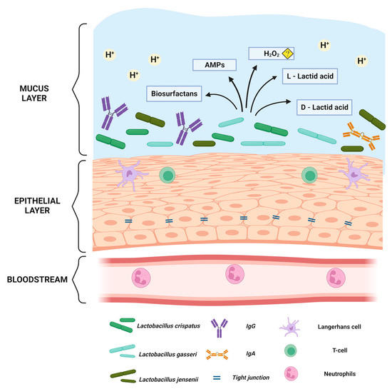 Lactobacilli and Their Probiotic Effects in the Vagina of Reproductive ...