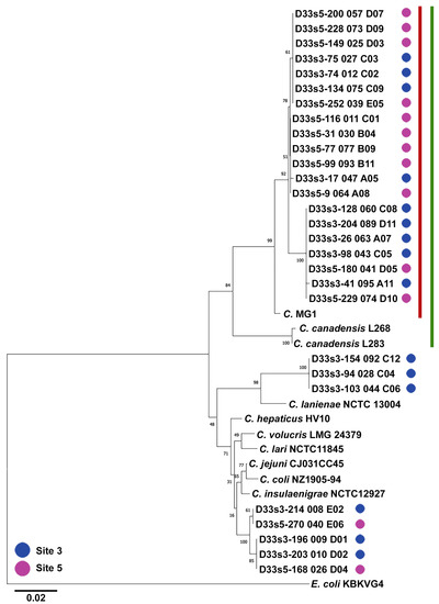 Genomic Characterization and Wetland Occurrence of a Novel ...