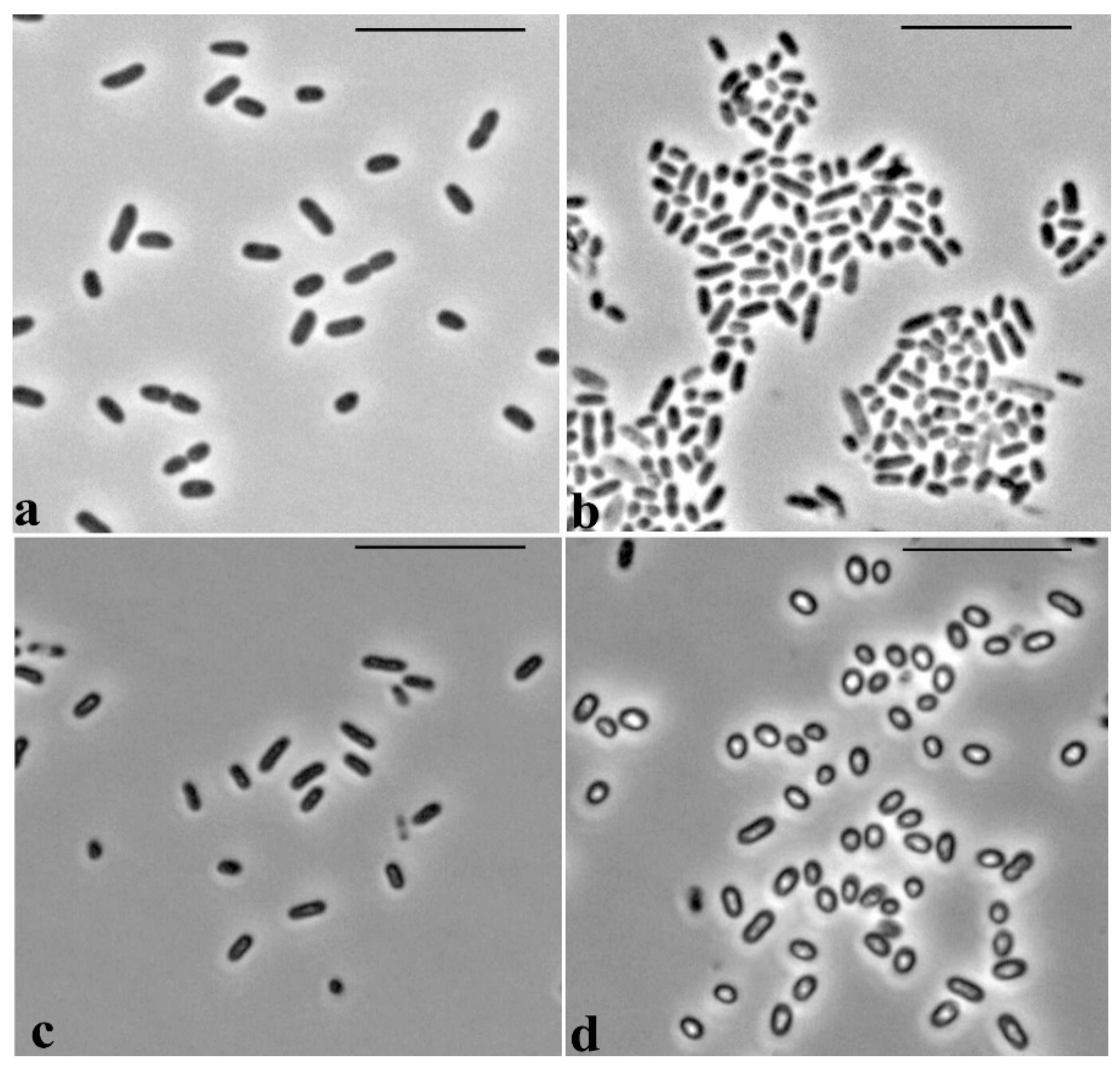 Microorganisms | Free Full-Text | Characterization of a New Pseudomonas ...