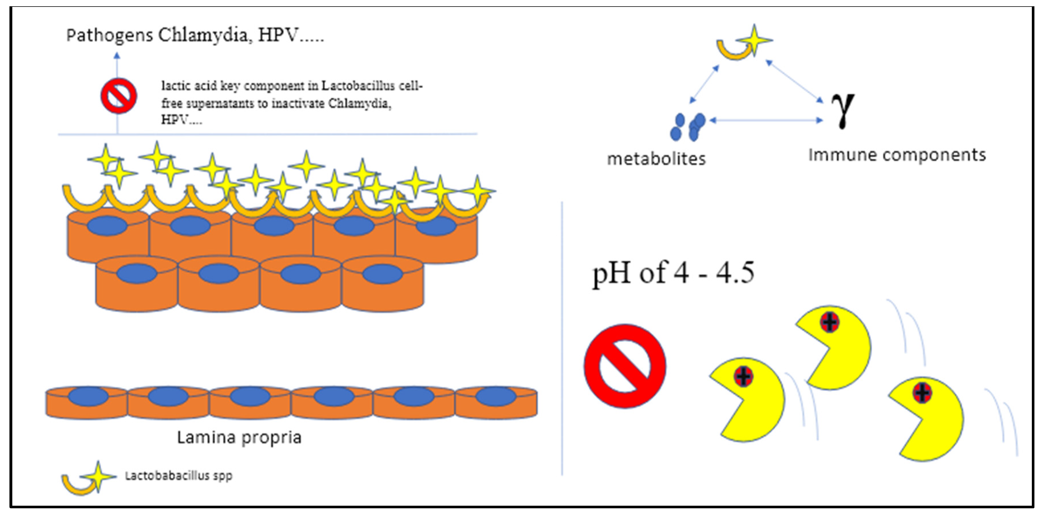 Alterations of Vaginal Microbiota and Chlamydia trachomatis as Crucial ...