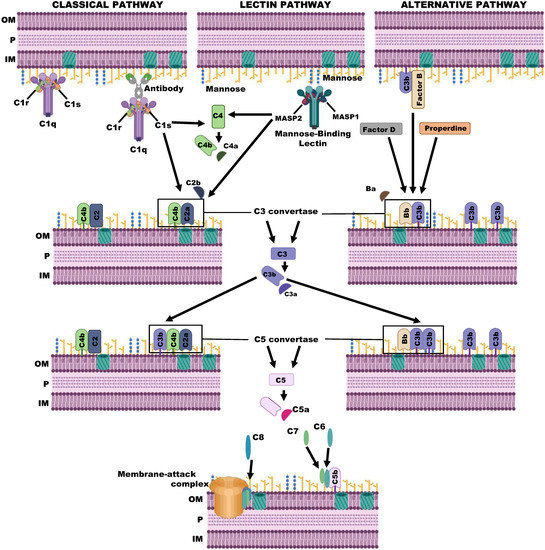 Pseudomonas aeruginosa and the Complement System: A Review of the ...
