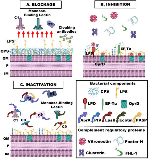Pseudomonas aeruginosa and the Complement System: A Review of the ...