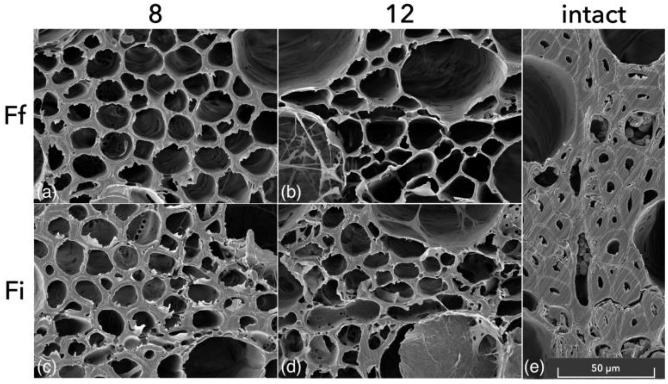 Fomes fomentarius and F. inzengae—A Comparison of Their Decay Patterns ...