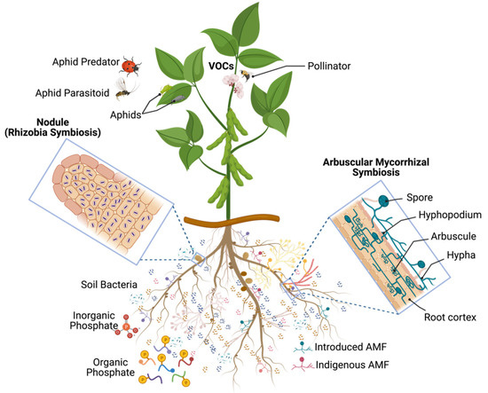 Microbial-Based Plant Biostimulants