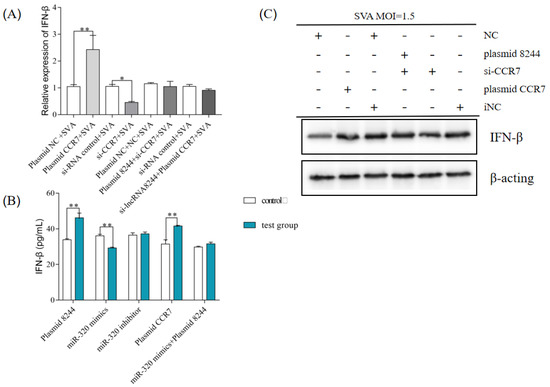 LncRNA 8244-ssc-miR-320-CCR7 Regulates IFN-β during SVA Infecting PK-15 ...