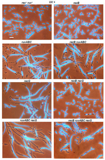 Microorganisms | Free Full-Text | Chromosome Segregation and Cell ...