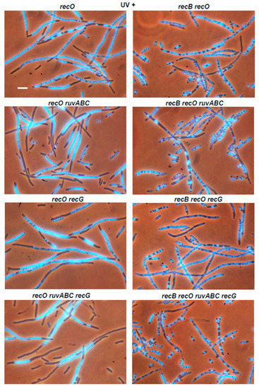 Microorganisms | Free Full-Text | Chromosome Segregation and Cell ...