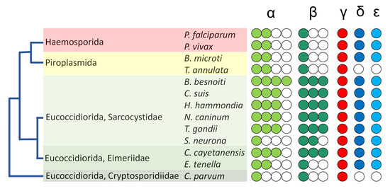 Microorganisms | Free Full-Text | The Tubulin Superfamily in ...