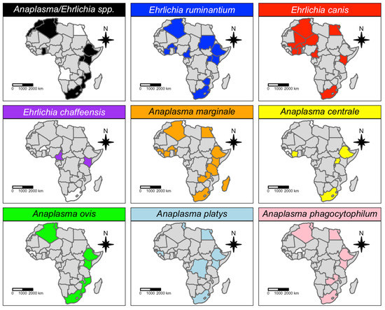 Distribution and Prevalence of Anaplasmataceae, Rickettsiaceae and ...