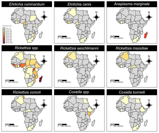 Distribution and Prevalence of Anaplasmataceae, Rickettsiaceae and ...