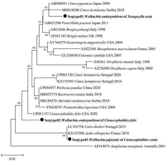 Identification of Vietnamese Flea Species and Their Associated ...