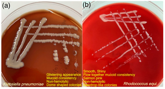 Clinicopathological and Radiological Features of Cats Presented with ...