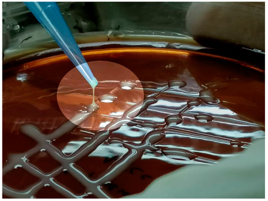 Clinicopathological and Radiological Features of Cats Presented with ...