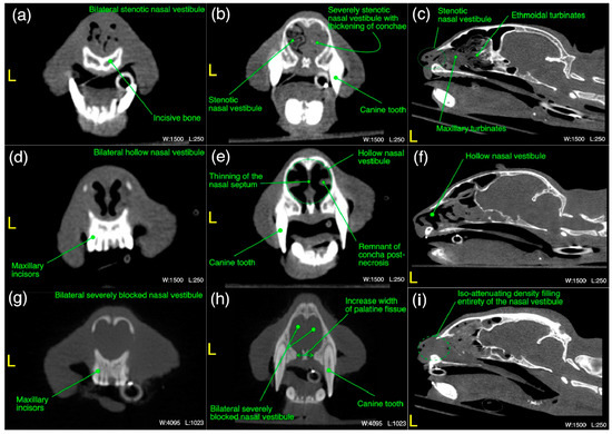 Clinicopathological and Radiological Features of Cats Presented with ...