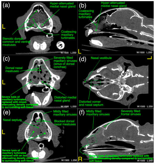 Clinicopathological and Radiological Features of Cats Presented with ...