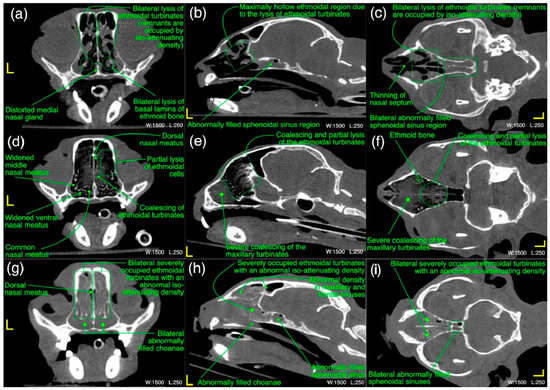 Clinicopathological and Radiological Features of Cats Presented with ...