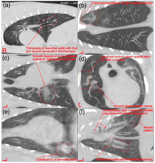 Clinicopathological and Radiological Features of Cats Presented with ...
