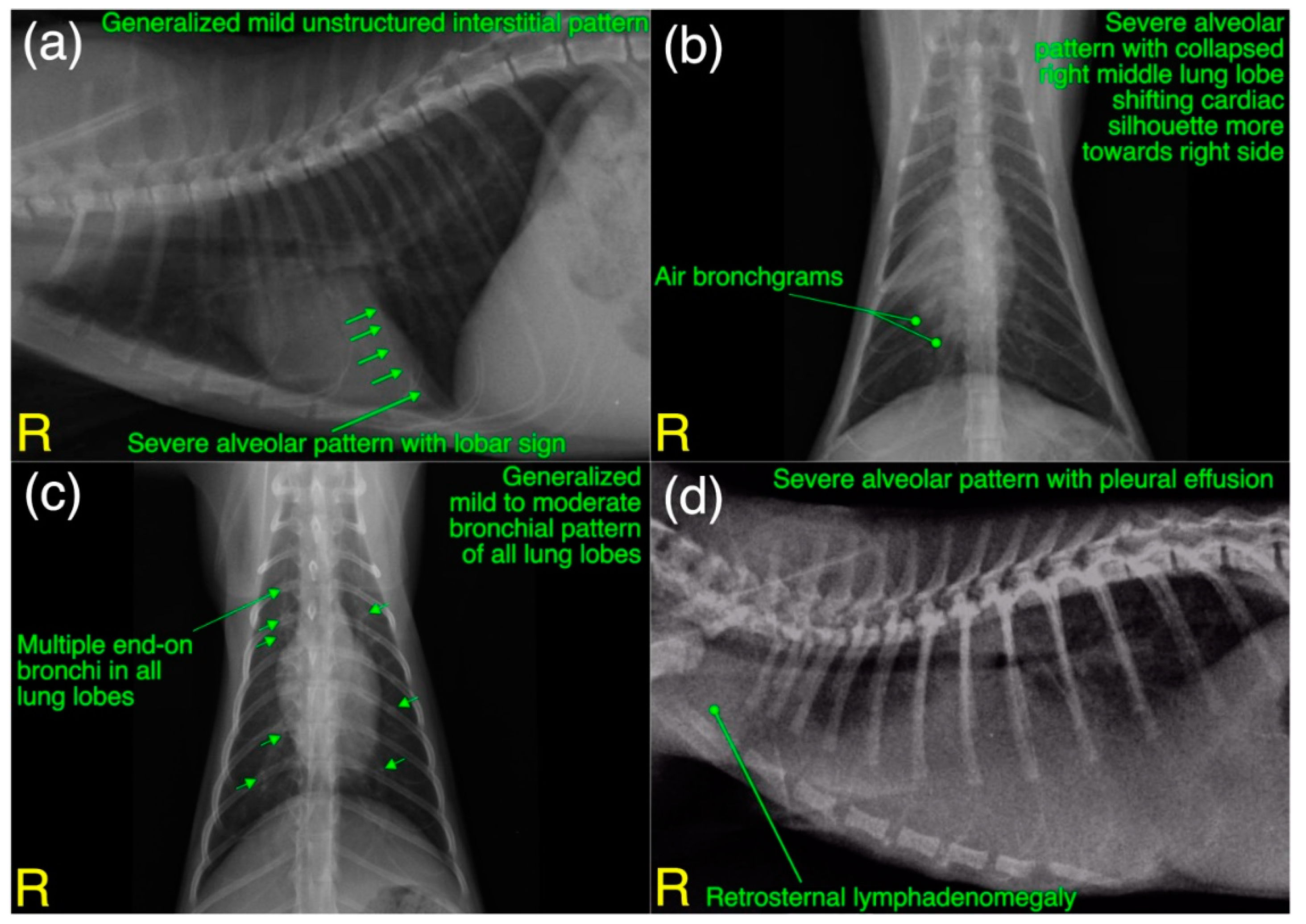 Clinicopathological and Radiological Features of Cats Presented with ...