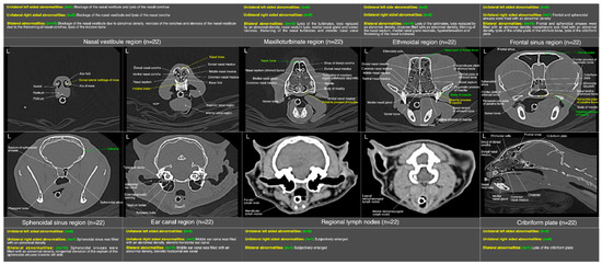 Clinicopathological and Radiological Features of Cats Presented with ...