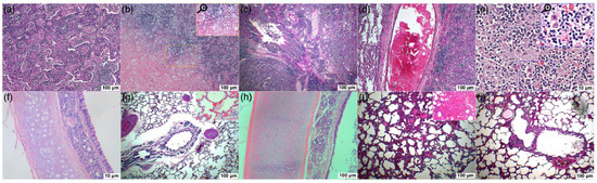 Clinicopathological and Radiological Features of Cats Presented with ...