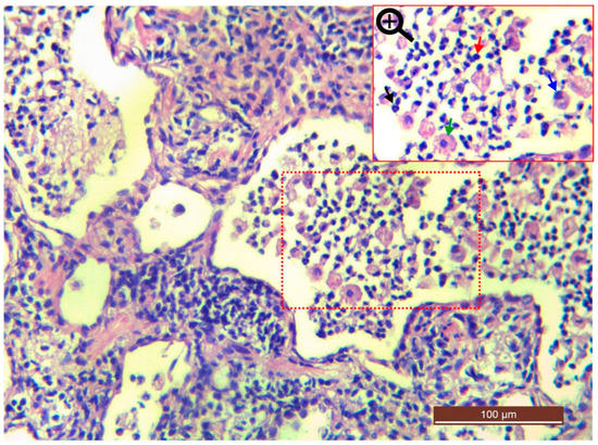 Clinicopathological and Radiological Features of Cats Presented with ...