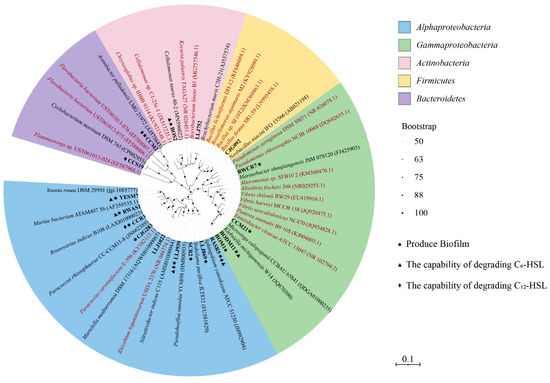 Diversity of Bacteria with Quorum Sensing and Quenching Activities from ...