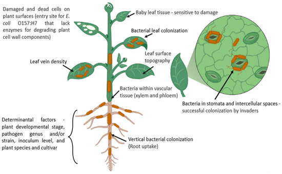 Fresh Produce as a Potential Vector and Reservoir for Human Bacterial ...