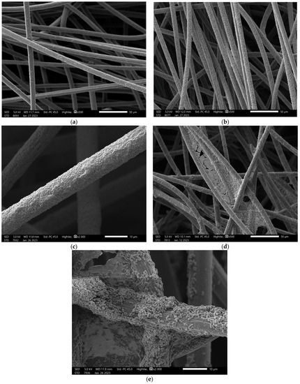 Isolation and Characterisation of Electrogenic Bacteria from Mud Samples