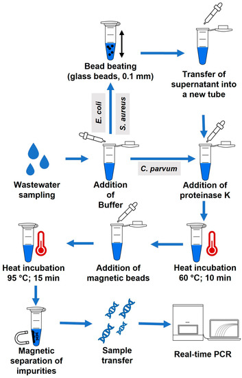 Rapid Reverse Purification DNA Extraction Approaches to Identify Microbial Pathogens in Wastewater