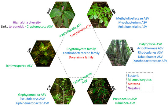 Metabarcoding and Metabolomics Reveal the Effect of the Invasive Alien ...