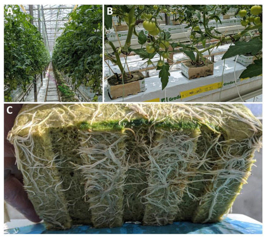 The Hydroponic Rockwool Root Microbiome: Under Control or Underutilised?