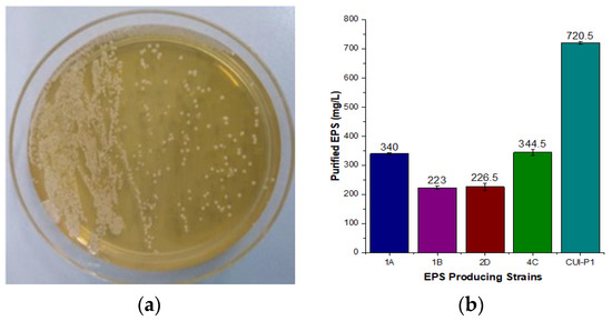 Diverse Repertoire and Relationship of Exopolysaccharide Genes in Cold ...