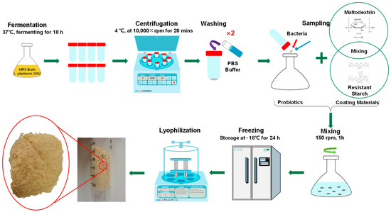 Microencapsulation and Application of Probiotic Bacteria ...