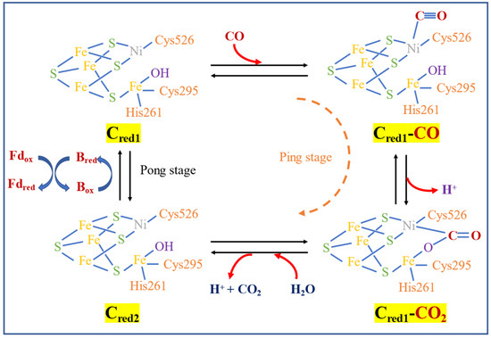 Acetate Production from Syngas Produced from Lignocellulosic Biomass ...