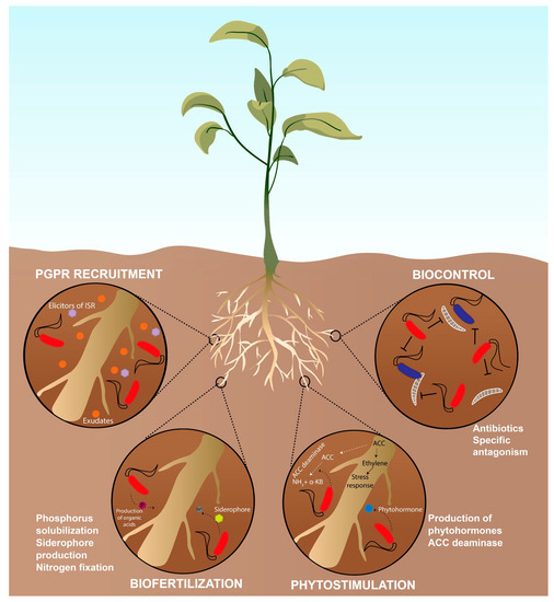 Adaption of Pseudomonas ogarae F113 to the Rhizosphere Environment—The ...