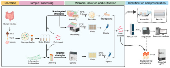 Isolation and Cultivation of Human Gut Microorganisms: A Review