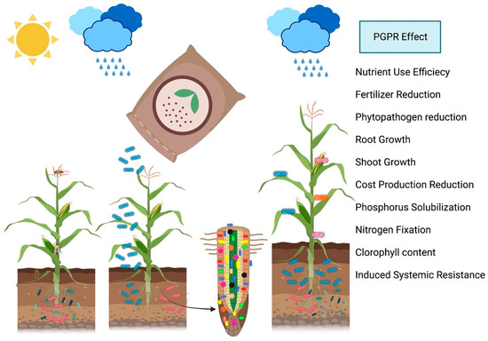 Plant Growth-Promoting Rhizobacteria for Sustainable Agricultural ...