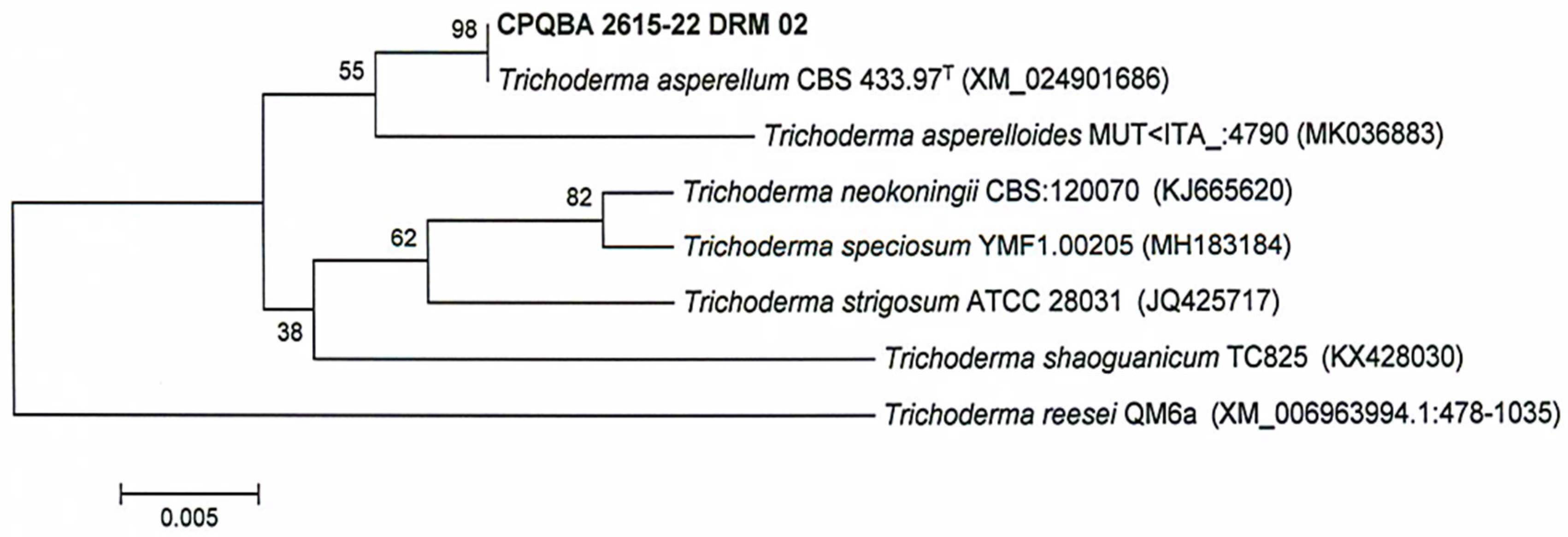 Trichoderma asperellum Extract Isolated from Brazil Nuts (Bertholletia excelsa BONPL): In Vivo ...