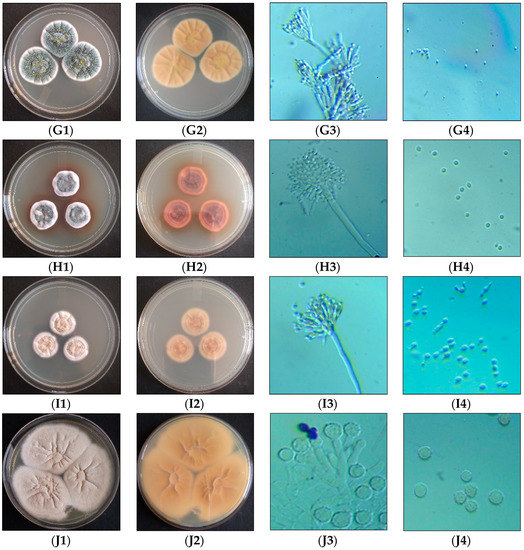Penicillium