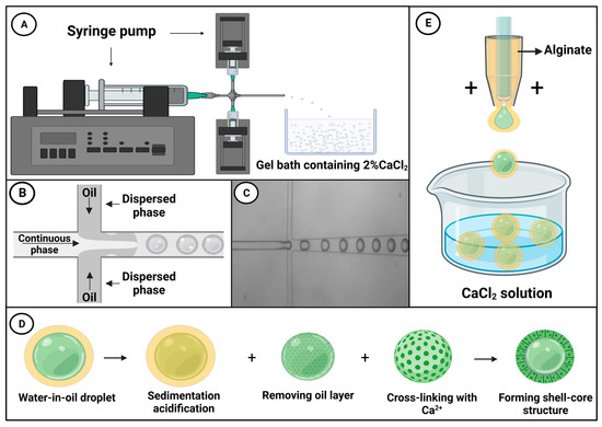 Microfluidics: Insights into Intestinal Microorganisms