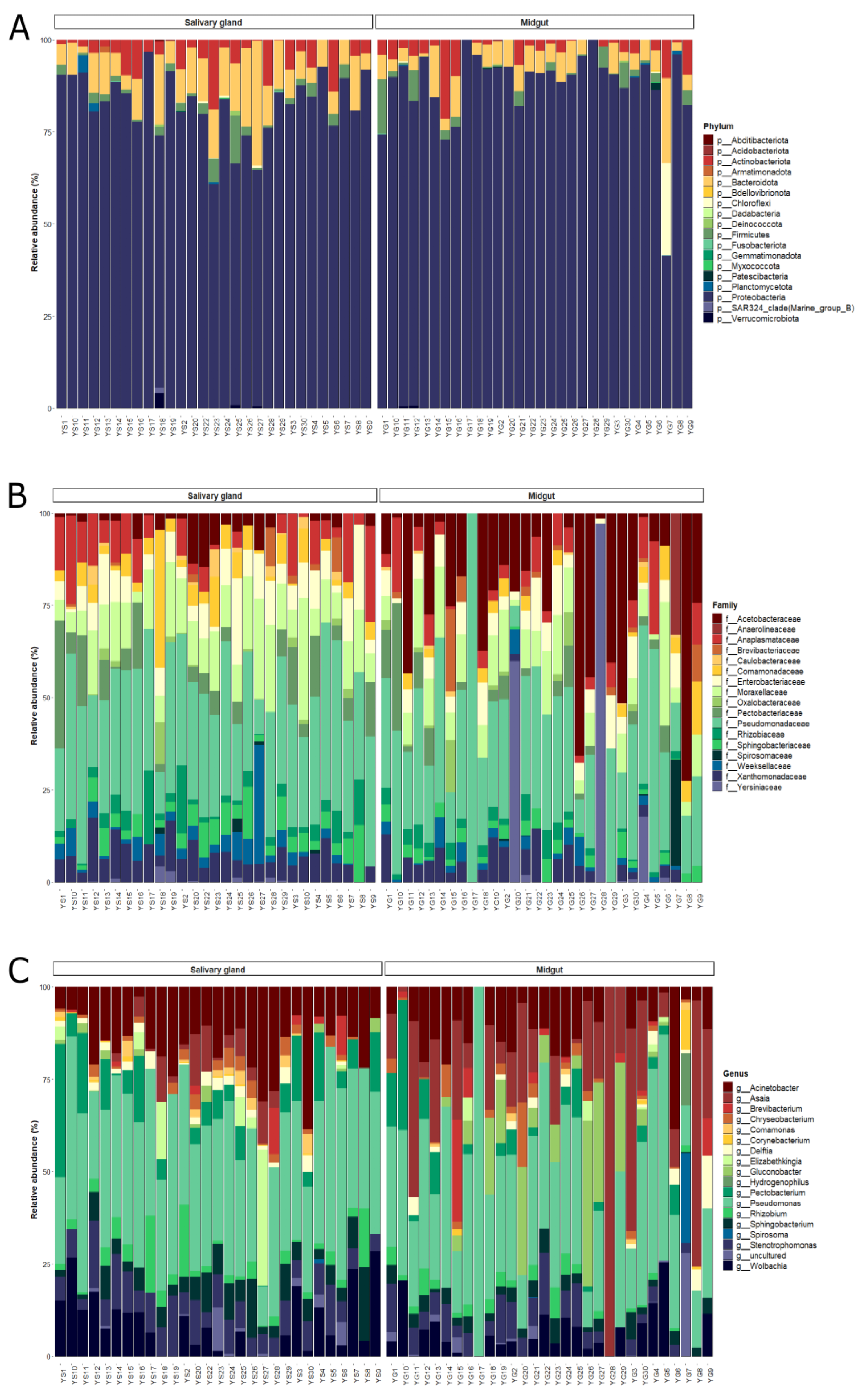 Bacterial Microbiota from Lab-Reared and Field-Captured Anopheles darlingi Midgut and Salivary Gland