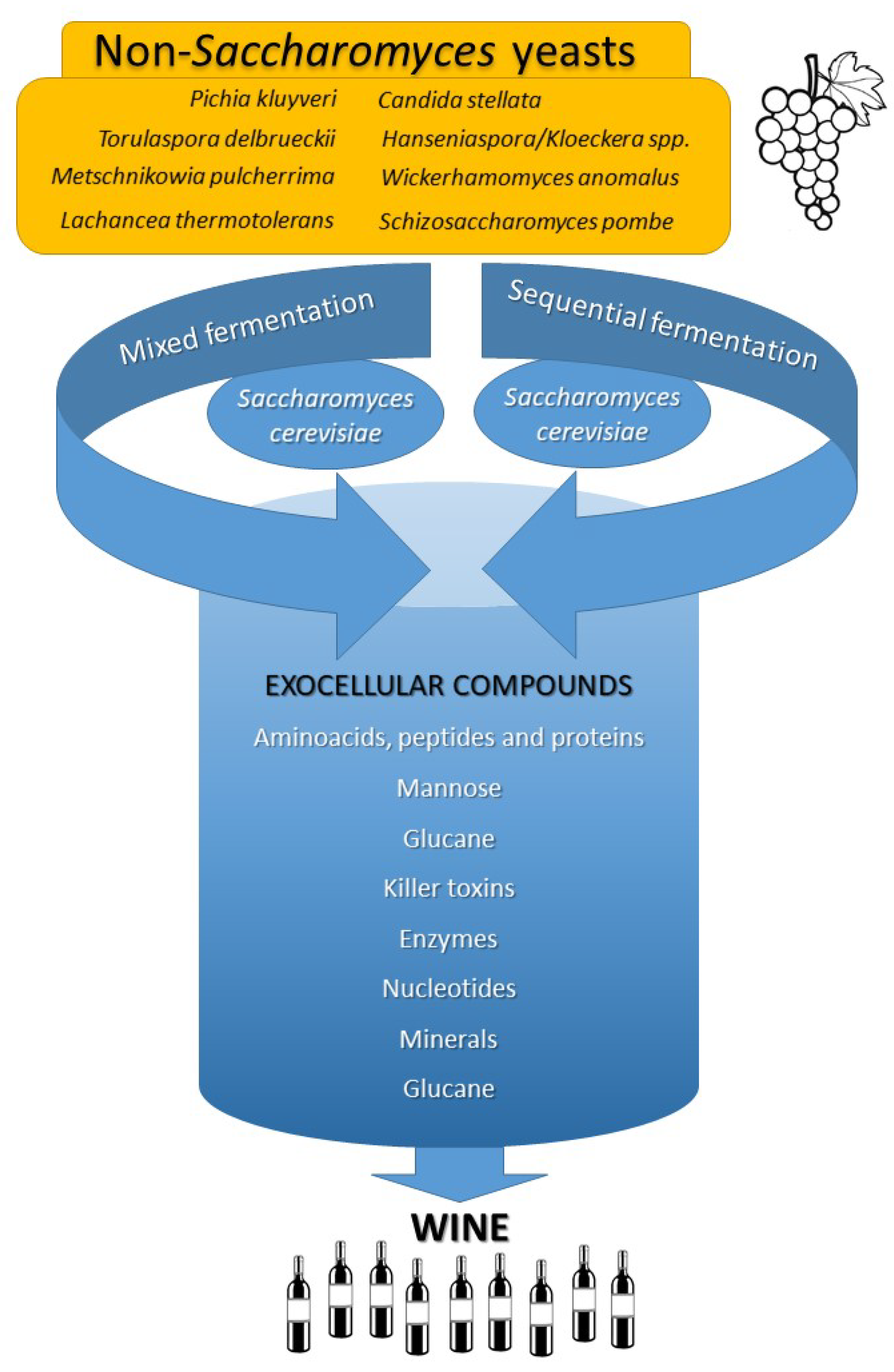 The Life of Saccharomyces and Non-Saccharomyces Yeasts in Drinking Wine