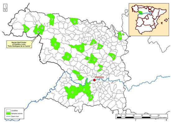 Occurrence of Leishmaniasis in Iberian Wolves in Northwestern Spain
