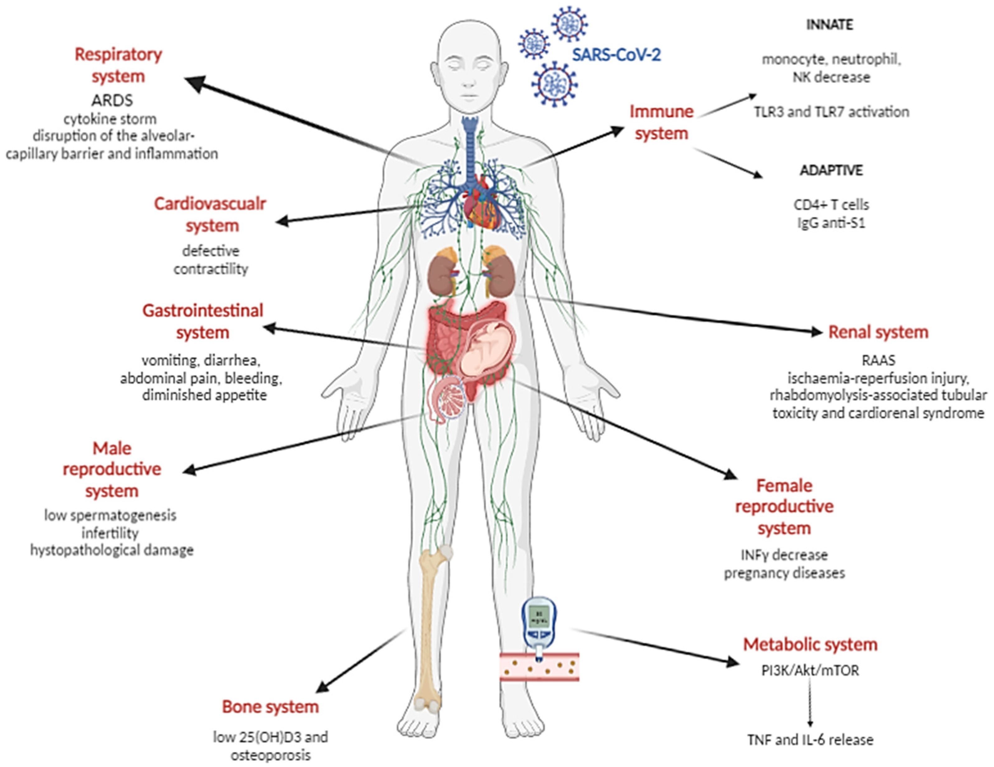 SARS-CoV-2 Systemic Effects: New Clues