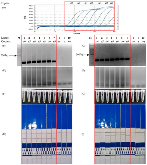 Multiplexed Reverse Transcription Loop-Mediated Isothermal Amplification Coupled with a Nucleic ...