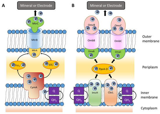 Electroactive Bacteria in Natural Ecosystems and Their Applications in ...